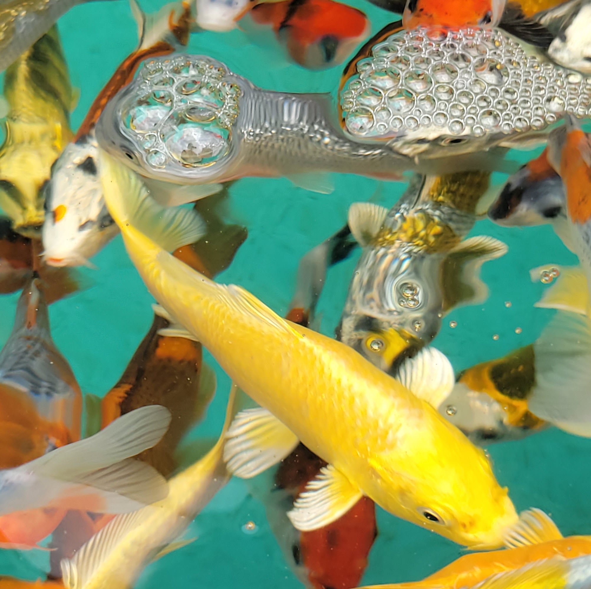 Blue Ribbon Koi & Marine