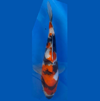 Blue Ribbon Koi & Marine