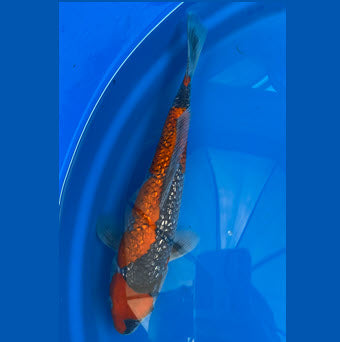 Blue Ribbon Koi & Marine