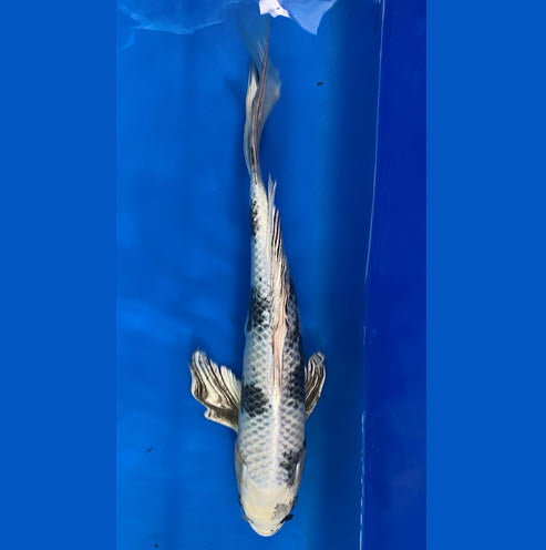 Blue Ribbon Koi & Marine