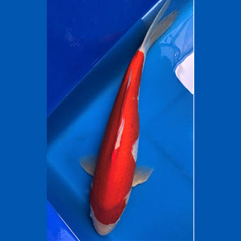 Blue Ribbon Koi & Marine