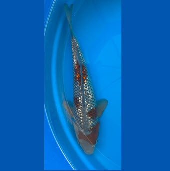 Blue Ribbon Koi & Marine