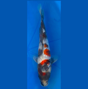 Blue Ribbon Koi & Marine