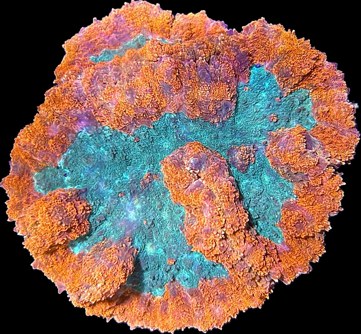 WYSIWYG Symphyllia (Button/Tooth Corals) – Blue Ribbon Koi & Marine
