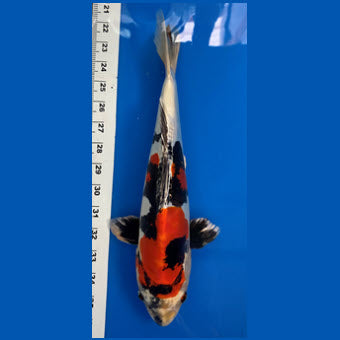 Blue Ribbon Koi & Marine