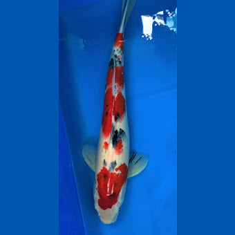 Blue Ribbon Koi & Marine